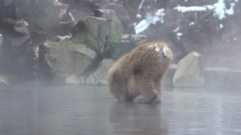The famous snow monkeys drinking water i... | Stock Video | Pond5