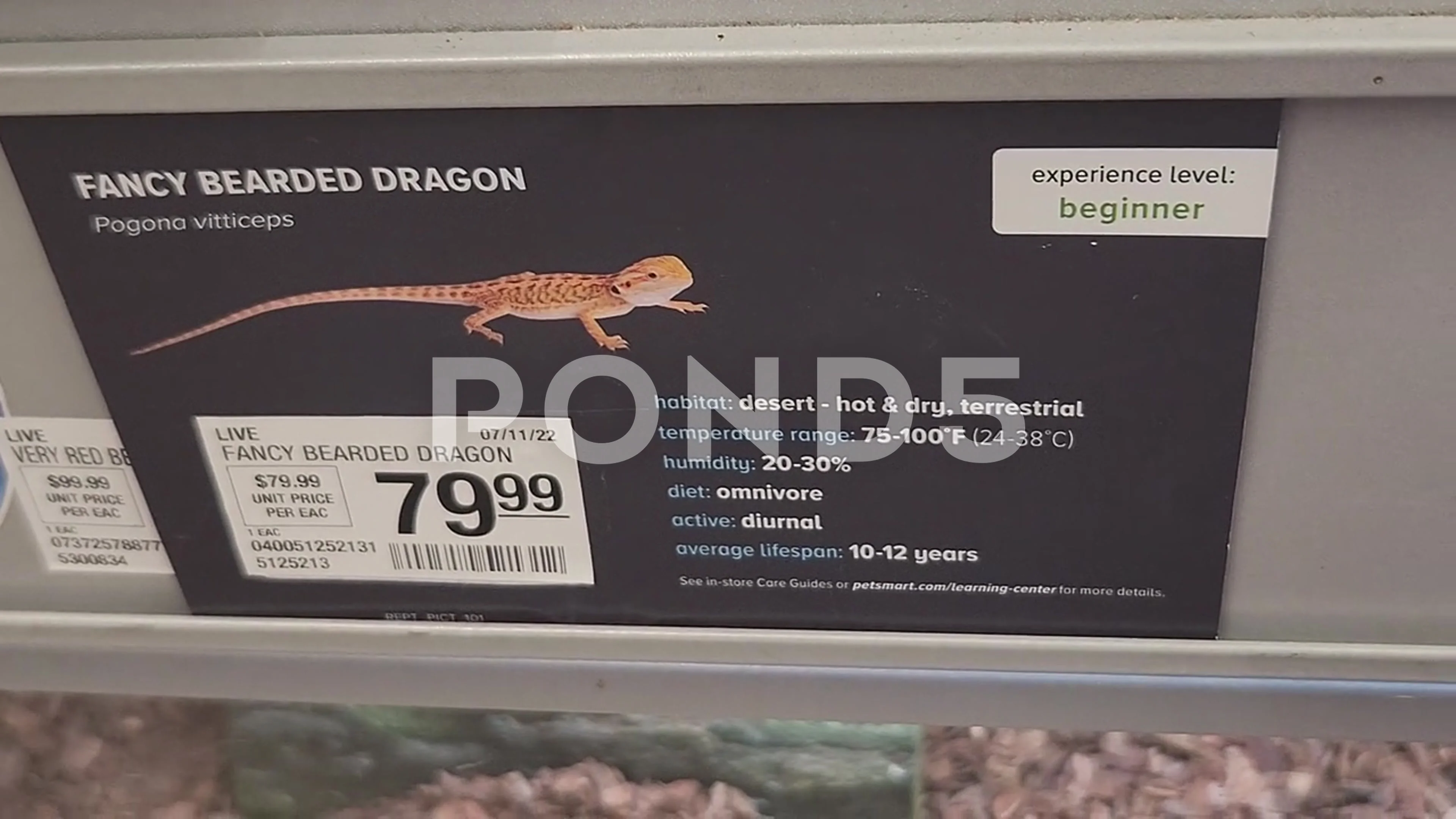 Images Of Fancy Bearded Dragons Bearded Dragon For Sale | Baby Bearded