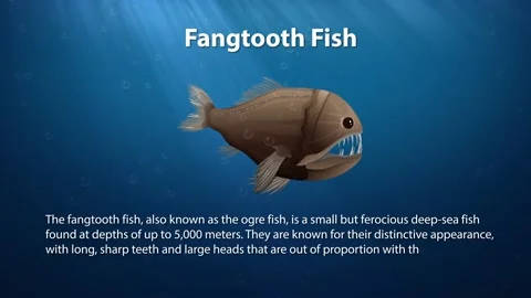 Fangtooth Fish - Animated Text Informati... | Stock Video | Pond5