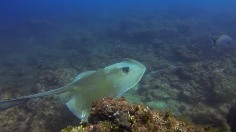 Fantail Sting Ray Cowtail Stingray.Bull ... | Stock Video | Pond5