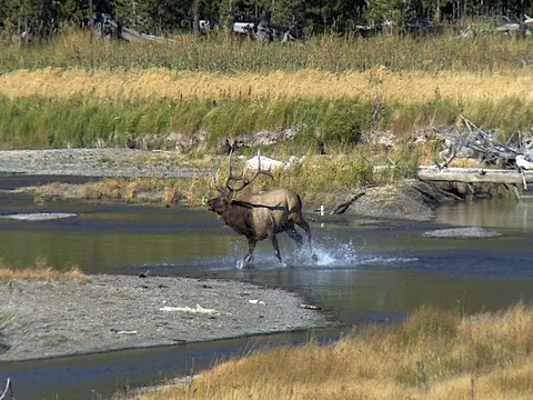 Herding Behavior Stock Videos – Royalty-Free HD & 4K Videos | Pond5