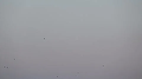 Birds Sky Far Away Stock Footage ~ Royalty Free Stock Videos | Pond5