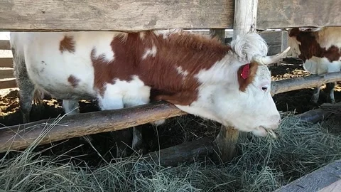 Farm animal cow chewing hay in the villa... | Stock Video | Pond5