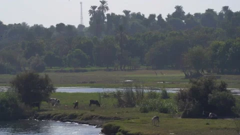 Farm Animals Along Nile River Valleey in... | Stock Video | Pond5
