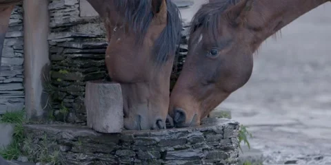 Farm animals drink water from stream, co... | Stock Video | Pond5