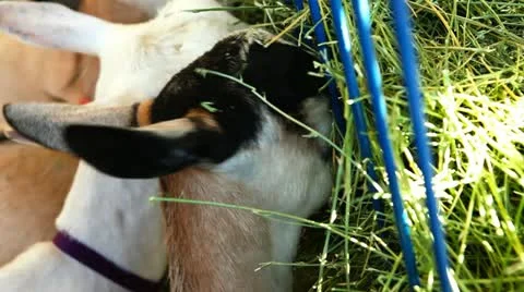 Farm Animals Eating Hay | Stock Video | Pond5