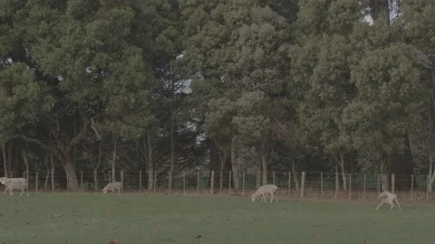 Farm Animals Moving by a Fence | Stock Video | Pond5