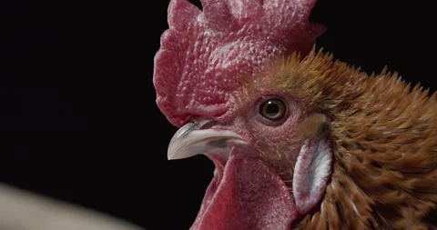 Farm animals, profile footage of a roost... | Stock Video | Pond5