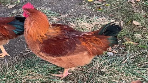 Farm Animals - Rooster Strut | Stock Video | Pond5
