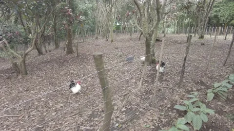 Farm animals (roosters and ducks) walkin... | Stock Video | Pond5
