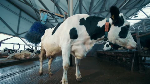 Farm cow is getting brushed with an auto... | Stock Video | Pond5