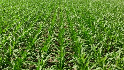 Farm field with corn. Green field top vi... | Stock Video | Pond5