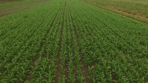 Farm Field Crop Rows Aerial Drone | Stock Video | Pond5