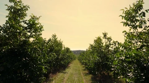 farm, fields of walnut plantations. rows... | Stock Video | Pond5