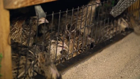 Farm quail sit in cages | Stock Video | Pond5