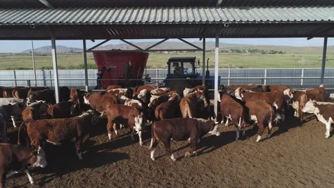 A farm for raising cattle. Bulls, beef b... | Stock Video | Pond5