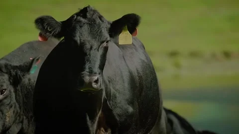Farm Field Cows Stock Footage ~ Royalty Free Stock Videos | Pond5