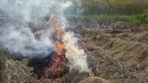 Water Pollution Effects Stock Videos – Royalty-Free HD & 4K Videos | Page 6