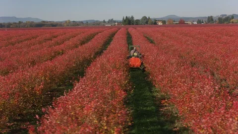 Blueberry Stock Video Footage | Royalty Free Blueberry Videos | Pond5