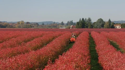 Blueberry Stock Video Footage | Royalty Free Blueberry Videos | Pond5