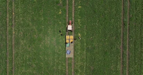 Pallet Farm Stock Videos – Royalty-Free HD & 4K Videos