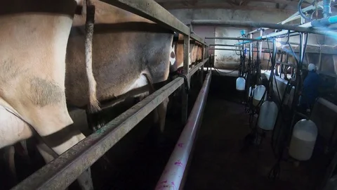 Farmer in the background preparing milki... | Stock Video | Pond5