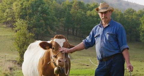 A farmer breeds and cows his cow in natu... | Stock Video | Pond5