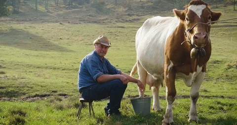 A farmer breeds and cows his cow in natu... | Stock Video | Pond5