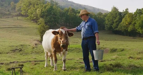A farmer breeds and cows his cow in natu... | Stock Video | Pond5