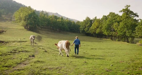 A farmer breeds and cows his cow in natu... | Stock Video | Pond5