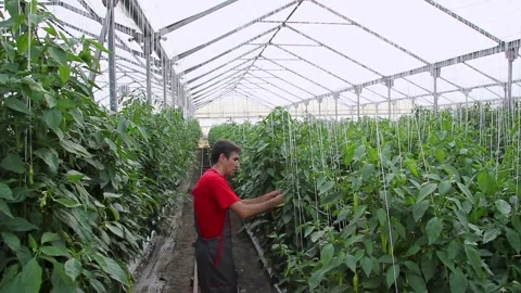 Chili Peppers Building Stock Videos – Royalty-Free HD & 4K Videos | Pond5