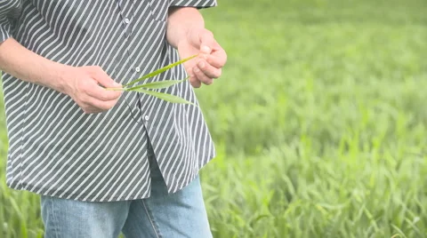 farmer checks cereal, wheat before harve... | Stock Video | Pond5