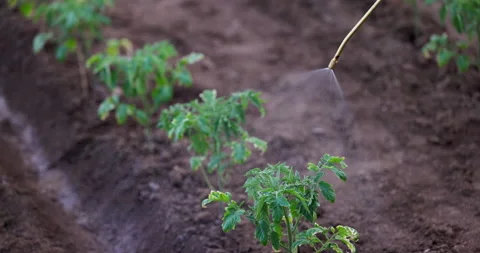 Farmer gardener spraying tomato green pl... | Stock Video | Pond5