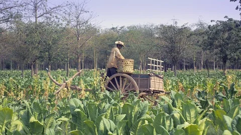 farmer going back in the field using bas... | Stock Video | Pond5