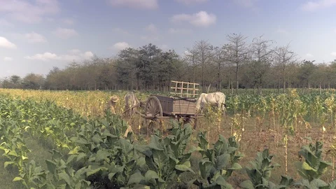 farmer going back in the field using bas... | Stock Video | Pond5