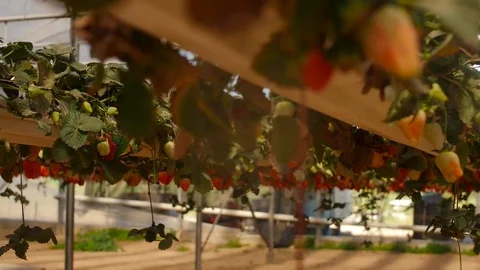 Silhouette Strawberry Stock Videos – Royalty-Free HD & 4K Videos | Page 2