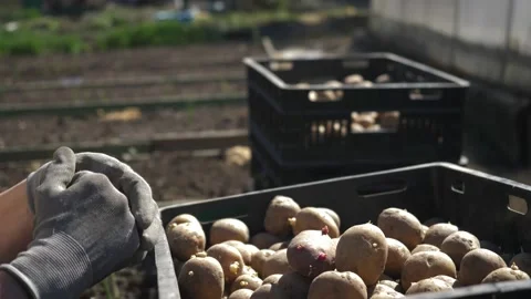 Potatoes On D Stock Videos – Royalty-Free HD & 4K Videos | Pond5