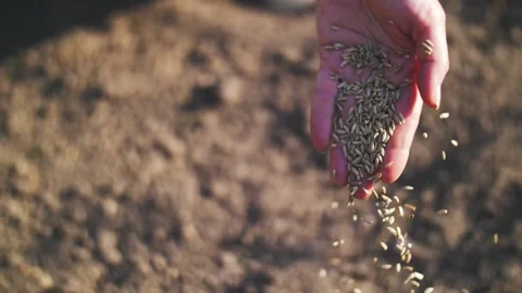 farmer hands holding seeds for sowing. f... | Stock Video | Pond5