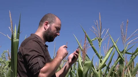 Farmer man standing in corn field checki... | Stock Video | Pond5