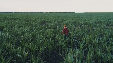 farmer monitors the corn crop. Aerial su... | Stock Video | Pond5