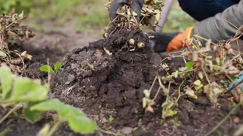 Farmer picking peanuts digging with shov... | Stock Video | Pond5