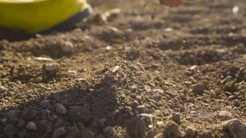 Farmer planting seeds in the field and w... | Stock Video | Pond5