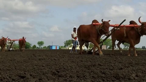 Farmer sowing seeds with traditional way | Stock Video | Pond5
