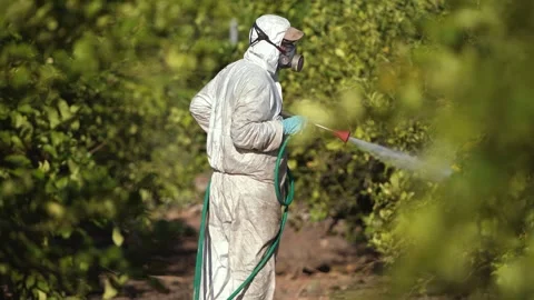 Farmer sprays insecticide on lemon trees | Stock Video | Pond5