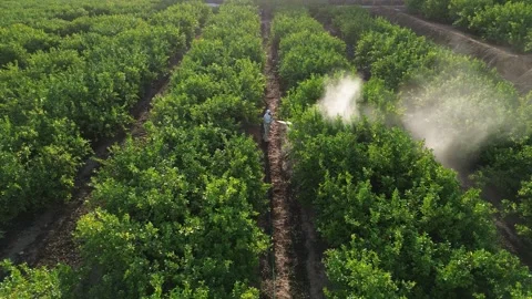 Farmer sprays insecticide on lemon trees | Stock Video | Pond5