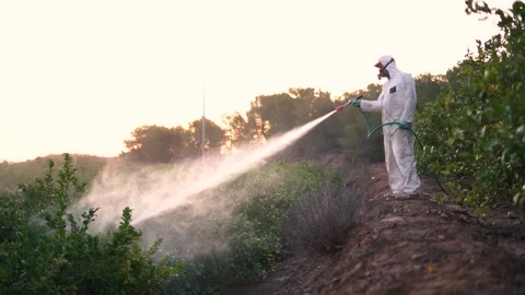 Farmer sprays insecticide on lemon trees | Stock Video | Pond5