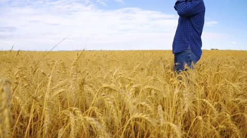 A farmer standing in a grain field durin... | Stock Video | Pond5