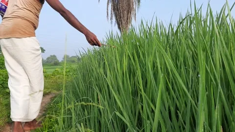 Titillation Stock Videos – Royalty-Free HD & 4K Videos