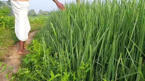 Titillation Stock Videos – Royalty-Free HD & 4K Videos