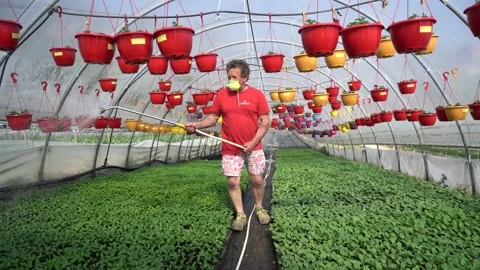 A farmer watering the plants in the gree... | Stock Video | Pond5